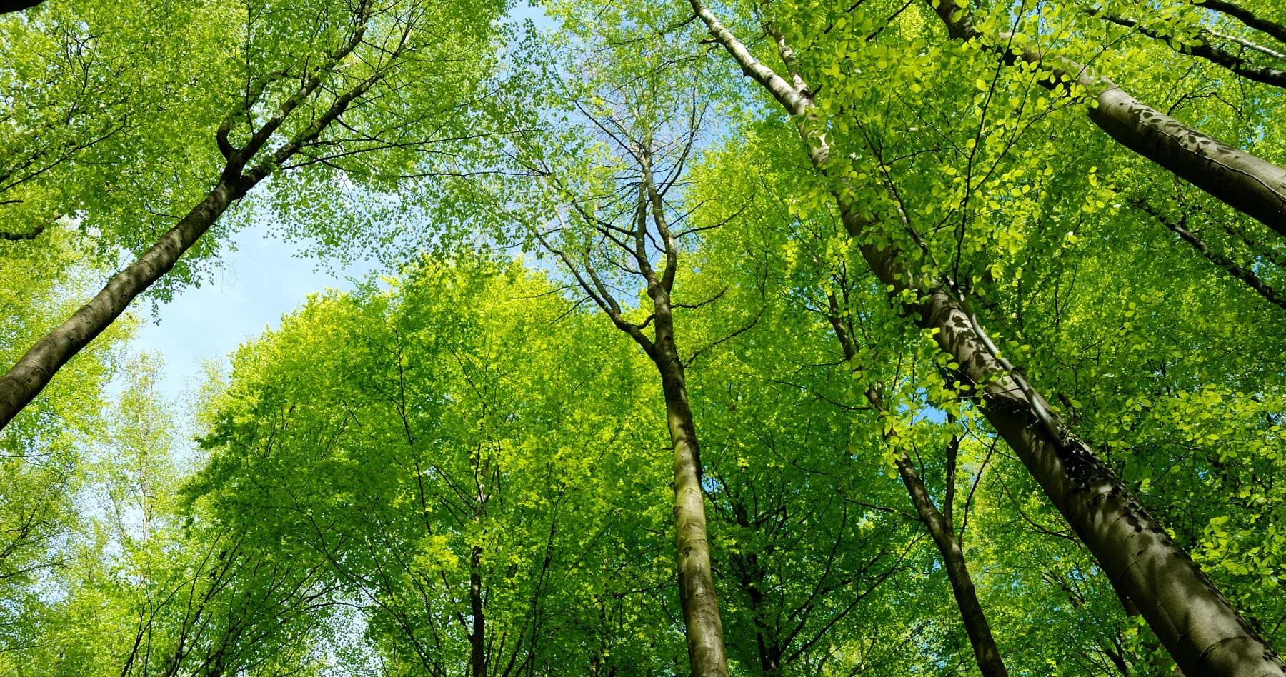 Minneapolis, MN Tree Company That Treats Your Trees